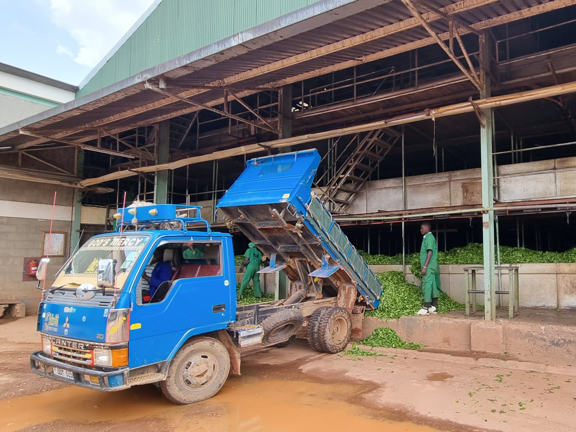SOLAR ENERGY FOR UGANDAN TEA: EMPOWERING 7000 INDEPENDENT FARMERS - GRIPS